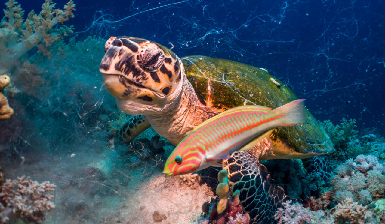 SeaLife Underwater Cameras | Smartphone Dive Housings| Sealife Cameras